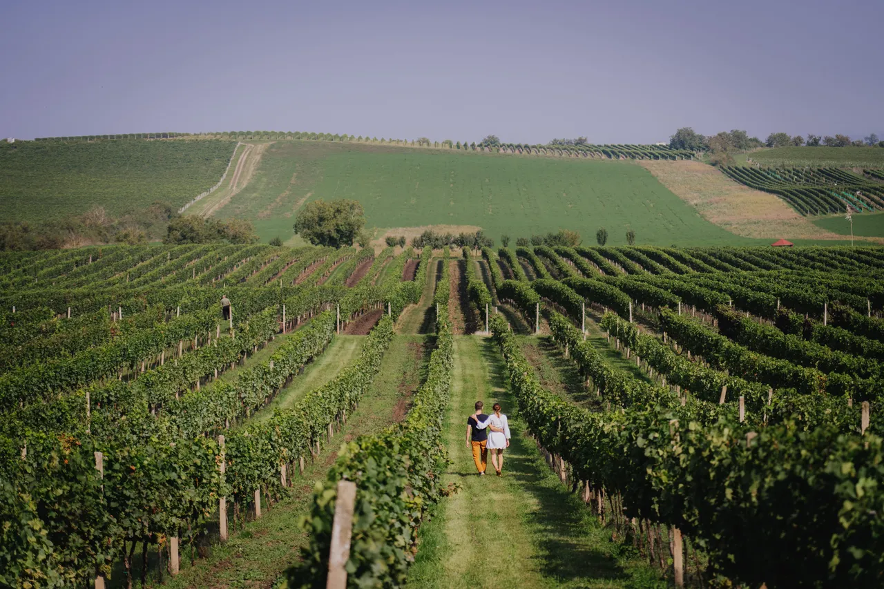 Czechia Digital Media Library - Vinařská turistika Wine tourism